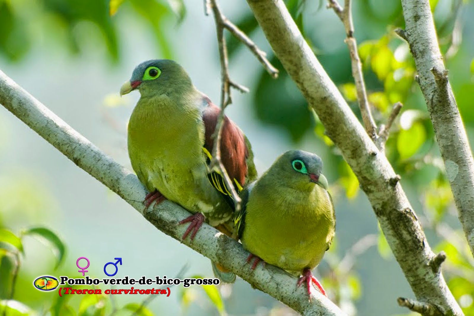 ORNITOLOGIA: Pombo-verde-de-bico-grosso (Treron curvirostra)